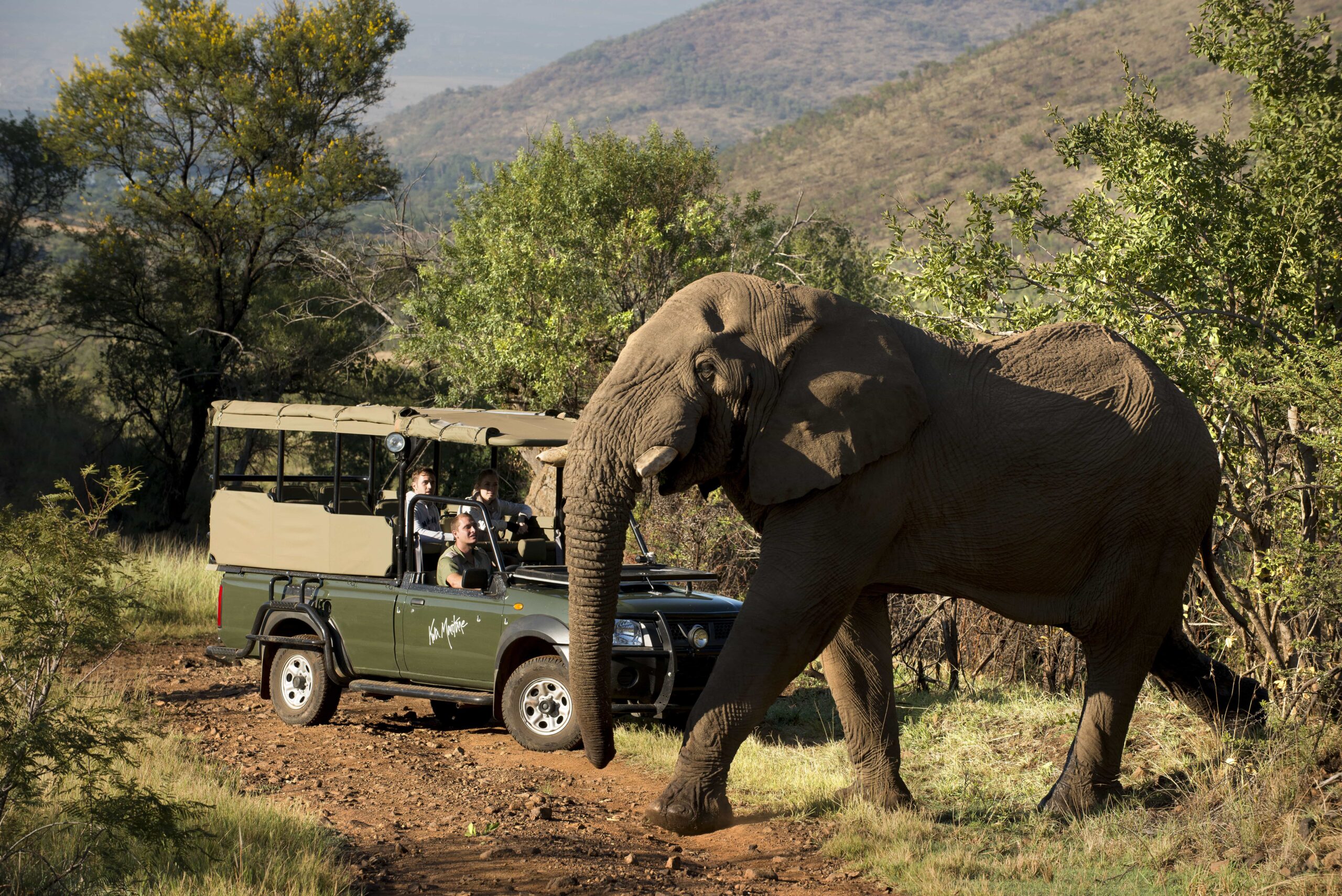 South African safari: 3 itinerary ideas for the perfect introduction to ...